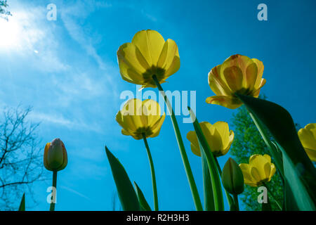 View flowers tulips from below Stock Photo - Alamy