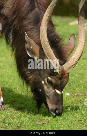 animal mammal africa cornets antelope animal mammal brown brownish ...