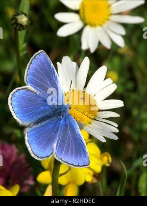 Close-up of female adonis blue butterfly (Polyommatus bellargus), UK ...