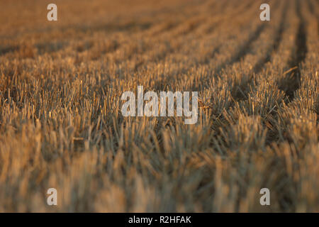 field summer summerly stubble field straw harvest blue horizon ...