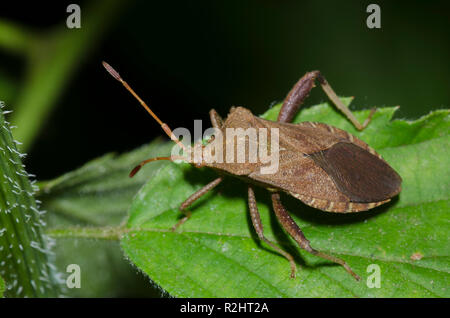 Euthochtha galeator - helmeted squash bug, cored, leaf footed bug ...