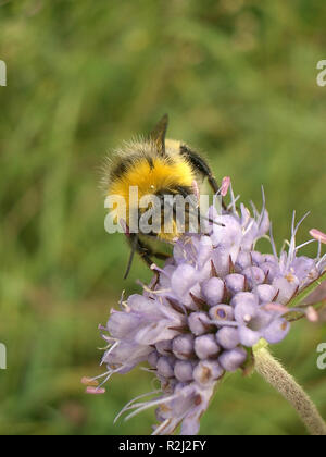 the bee maja Stock Photo - Alamy
