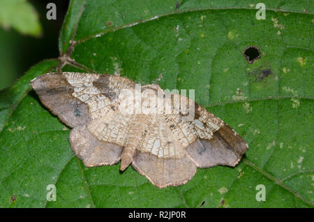 Horned Spanworm Moth (Nematocampa resistaria), Insecta, Marten River ...