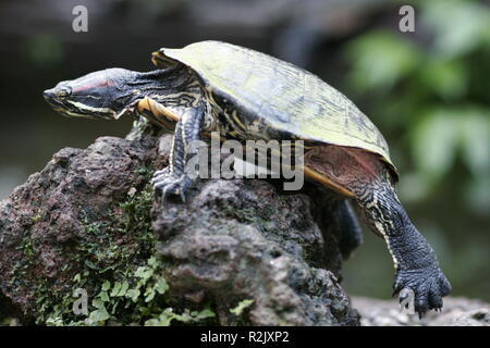 armour reptiles critters turtle tortoise animal reptile armour reptiles ...