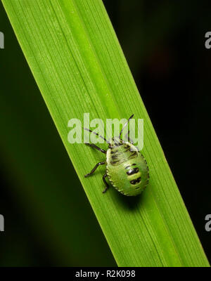 Larvae of the green stink bug Stock Photo - Alamy