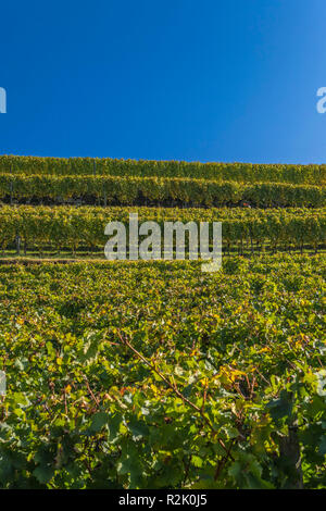 vineyards of Monastery Neustift Vahrn near Brixen Trentino Italy Stock ...