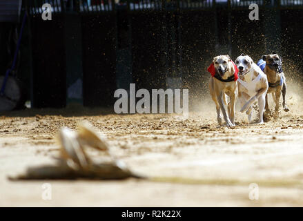 Greyhounds chasing the hare Stock Photo - Alamy