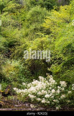 the Kading forest Stock Photo - Alamy