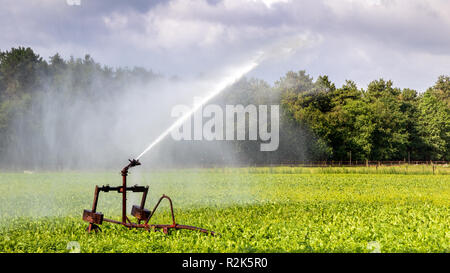 Irrigation system on a large farm field. Water sprinkler installation ...