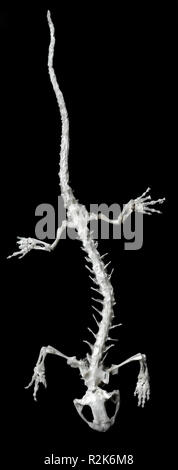 skeleton of salamander Stock Photo - Alamy