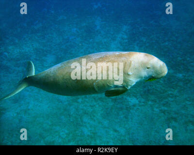 dugong with accompaniment Stock Photo - Alamy