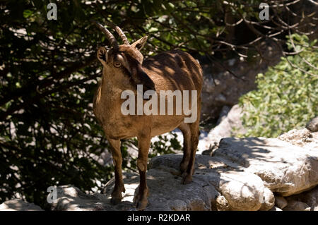 Wild Cretan goats, Kri Kri, mountain goats in Crete, Greek Islands ...