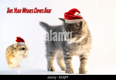 Hamster with Santa hat praying to the cute gray cat isolated on white ...