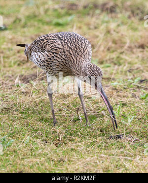Curlew feeding in the grasslands Stock Photo - Alamy