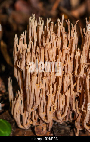 Yellow-tipped Coral (Ramaria formosa) growing on the boreal forest ...