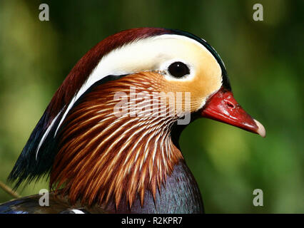 mandarin ducks portrait Stock Photo - Alamy