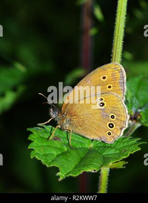 insect, insects, butterfly, chimney-sweeper, insect, insects, butterfly ...