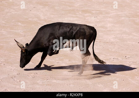 Furious bull in the bullfight arena running near a man Stock Photo - Alamy