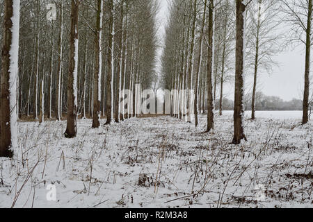 Poplar Trees on a winter's day, Sutherland, Northern Cape Province ...