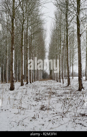 Poplar Trees on a winter's day, Sutherland, Northern Cape Province ...