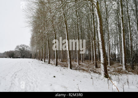 Poplar Trees on a winter's day, Sutherland, Northern Cape Province ...