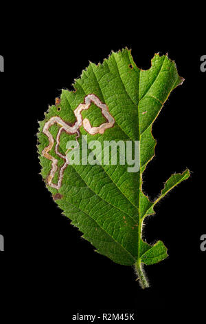 The track or trail left by the larva of a tiny leaf-miner moth in a ...