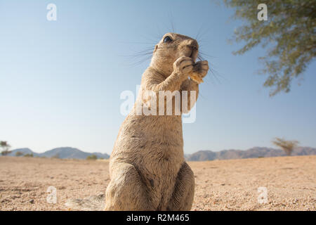 Close up Pictures of ground squirrel Stock Photo - Alamy