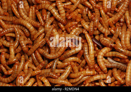 acheta domesticus,crickets larvae Stock Photo - Alamy