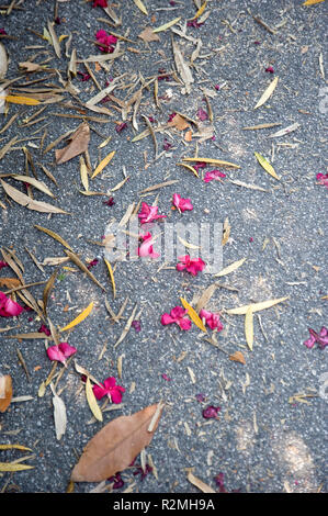 Pink flowers of oleander plant dried Stock Photo - Alamy