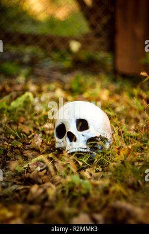 Scary jawless Halloween skull in Autumn fallen leaves Stock Photo - Alamy