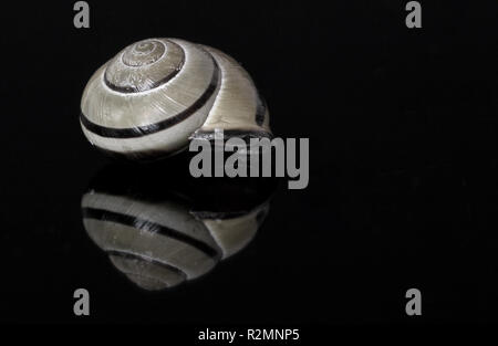 snail, snail shell, blank, european, caucasian, striated, snail, snail ...