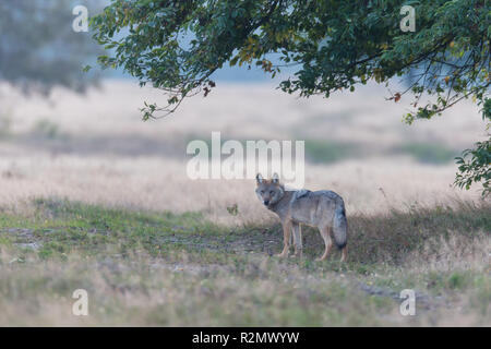Hunting European grey wolf (Canis lupus) sniffing trail of prey in the ...
