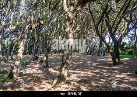 Maritime pine forest near Baia dei Turchi Otranto in Salento Italy ...