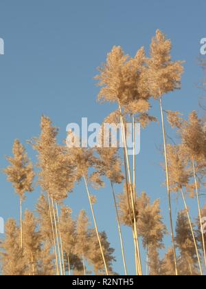 blue reed firmament Stock Photo - Alamy