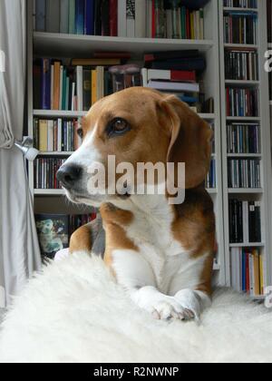 The little bookcase Stock Photo - Alamy