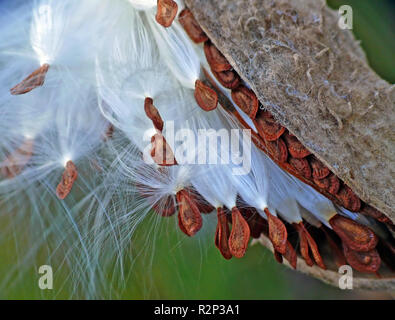sperm parachute wind sperm parachute wind samenverbreitung anemochorie ...