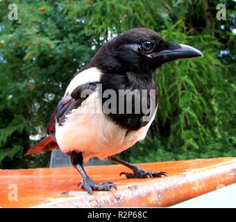 The Thieving Magpie Stock Photo - Alamy
