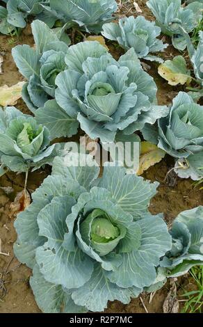 agriculture farming cabbage white cabbage agrarian economy weisskohl ...