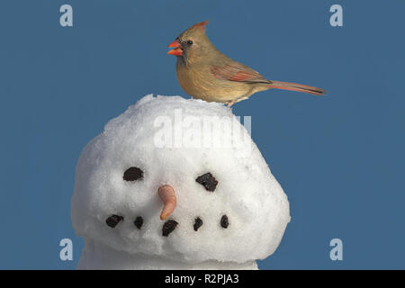 animal bird snow coke cocaine material drug anaesthetic addictive drug ...