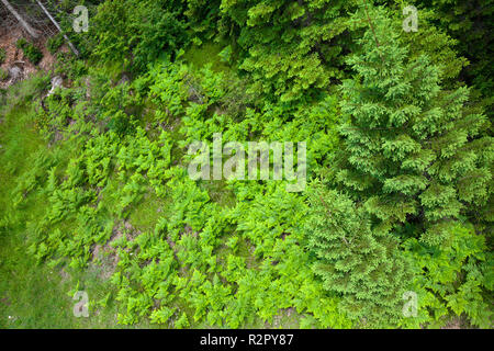 Common bracken at the edge of the forest Stock Photo - Alamy