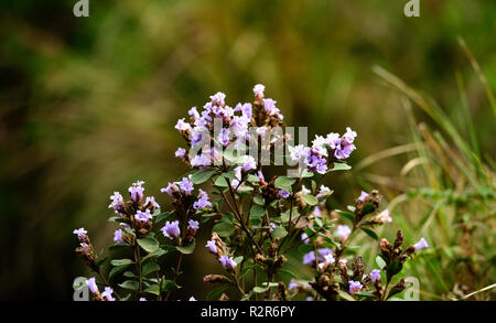 Strobilanthes kunthiana locally known as 'Neelakuriji' blooms at the ...