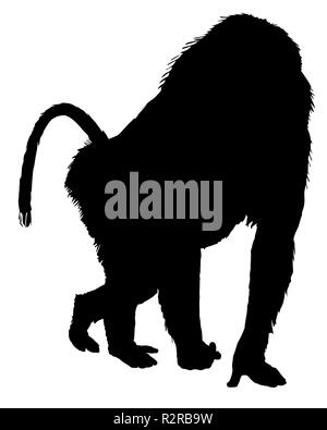 optional animal mammal africa monkey black swarthy jetblack deep black ...