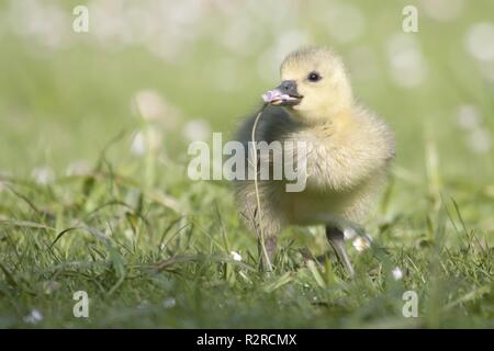 waterfowls, waterfowl, chick, squabs, soft, wing, waterfowls, waterfowl ...