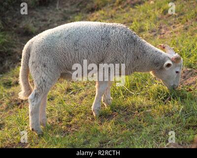 animal, buck, sheep (pl.), nature, willow, animal, animals, sheep ...