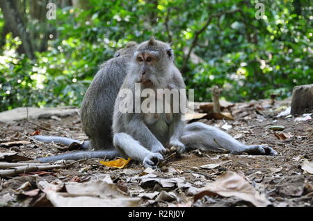 Makak - Langschwanzmakak Stock Photo - Alamy