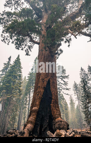 Burnt giant sequoia tree, Sequoiadendron giganteum, in Sequoia National ...