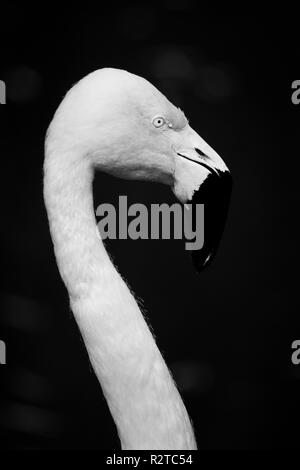 Side view of Flamingo head and neck with green background Stock Photo ...