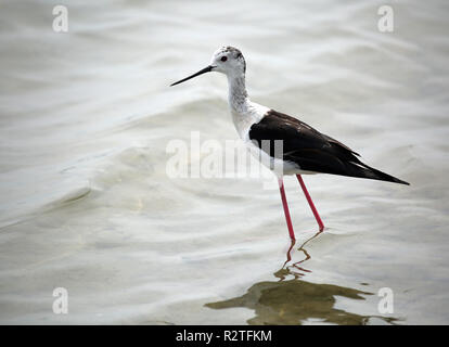 bird called black-winged stilt or Himantopus himantopus is a long ...