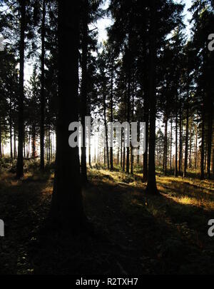 Haugh Woods, Mordiford Stock Photo - Alamy