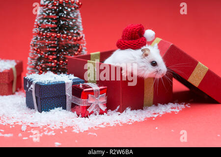 Cute christmas hamster inside gift box near christmas tree Stock Photo ...